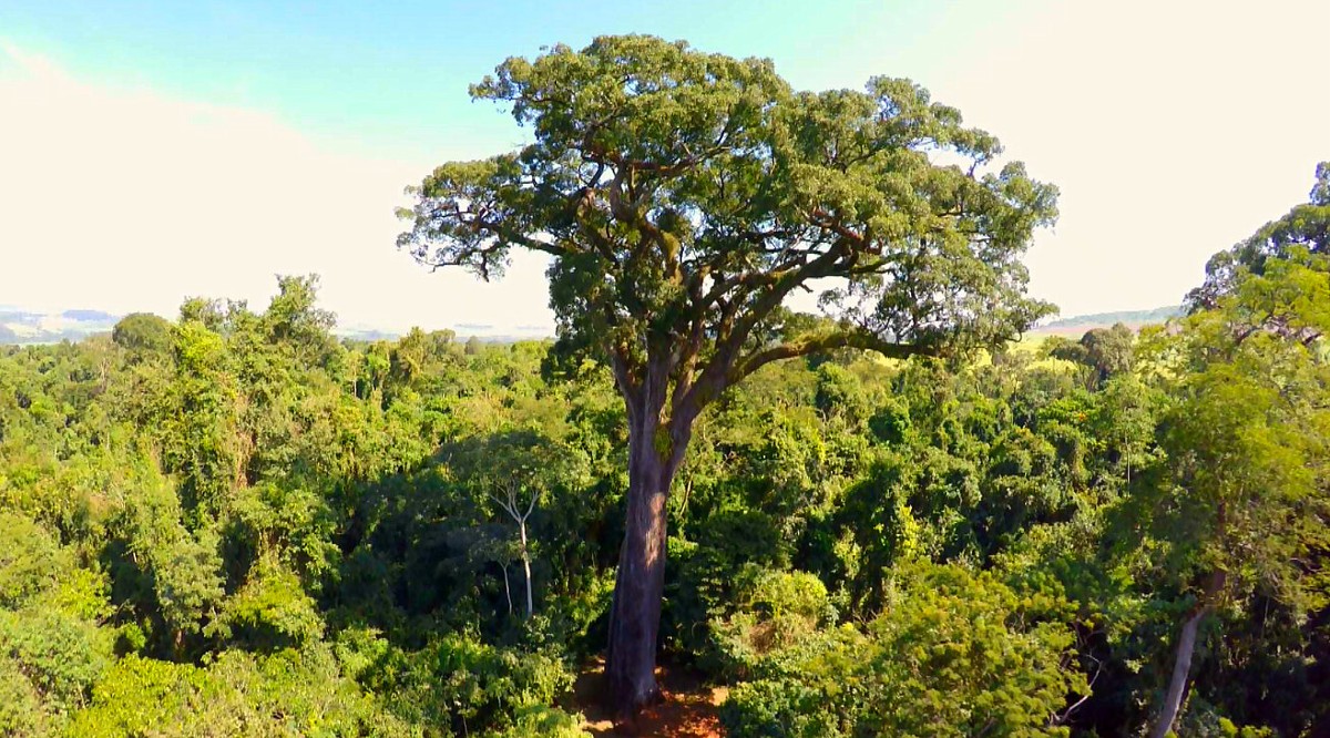 Santa Rita do Passa Quatro abriga maior e mais antigo jequitibá-rosa do ...
