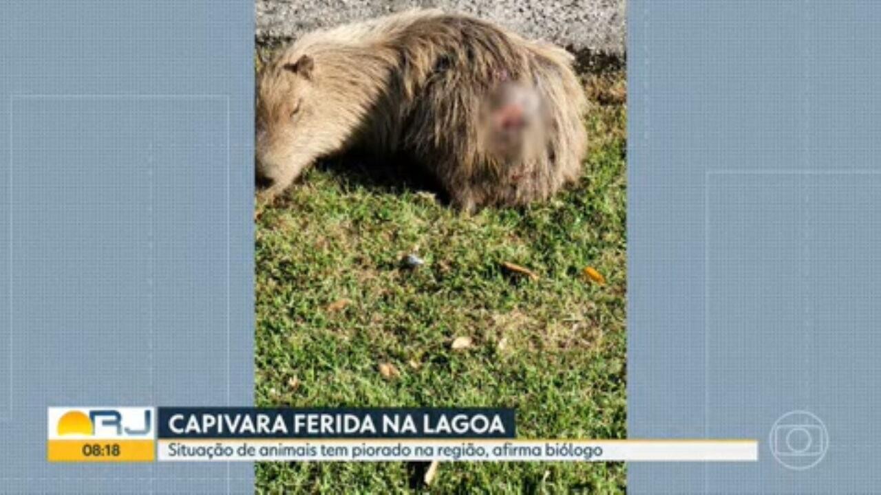 Capivaras feridas são vistas no entorno da Lagoa Rodrigo de Freitas e ...