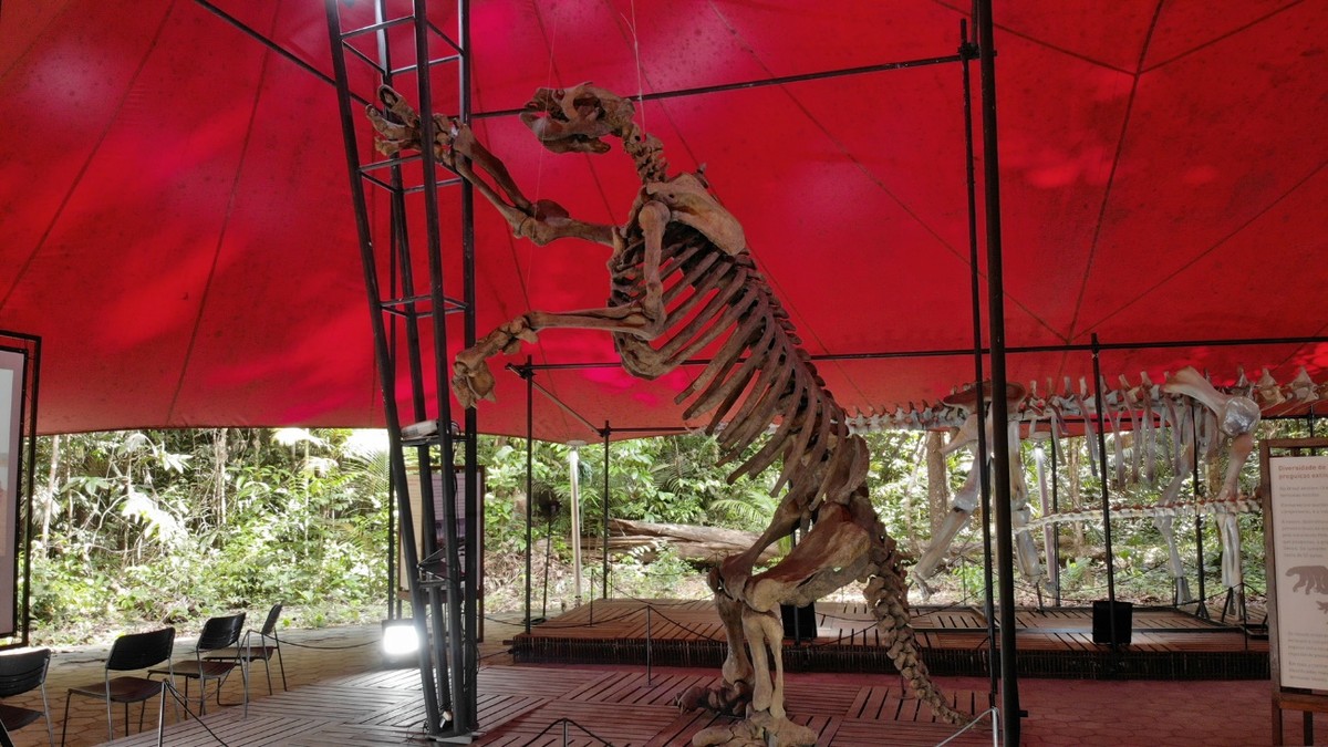 Museu da Amazônia reabre exposição sobre dinossauros em Manaus ...