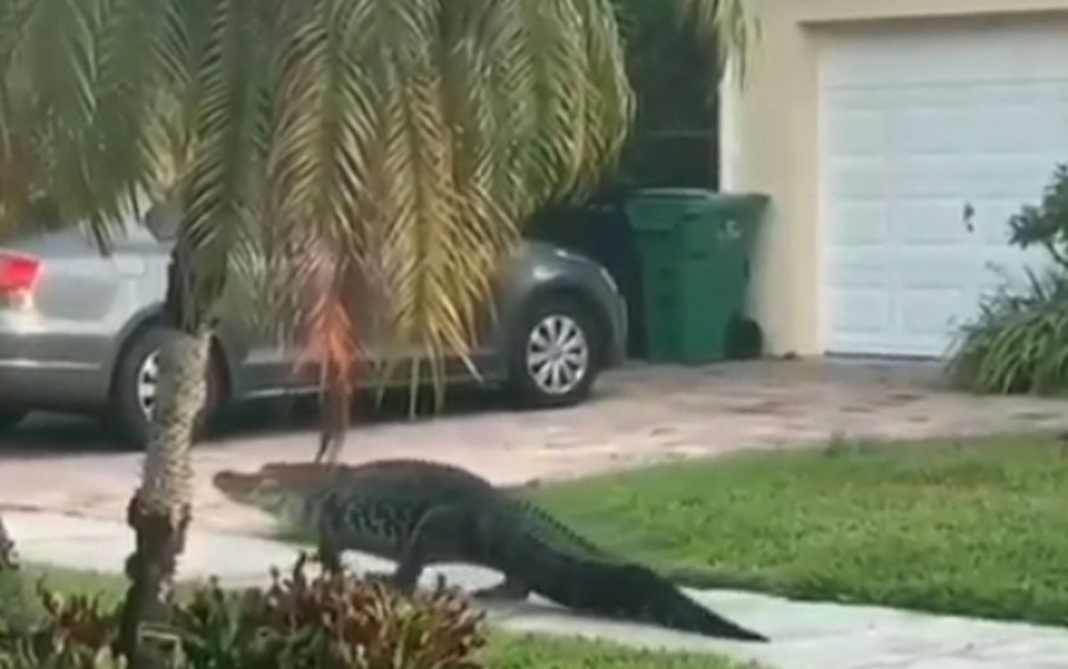 Jacaré é filmado enquanto ‘passeava’ por rua na Flórida; assista ...