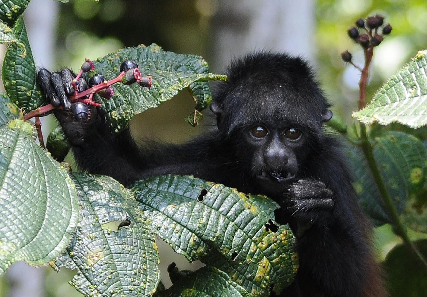 Pesquisadores divulgam maior catálogo genético de primatas já produzido no mundo | Terra da ...