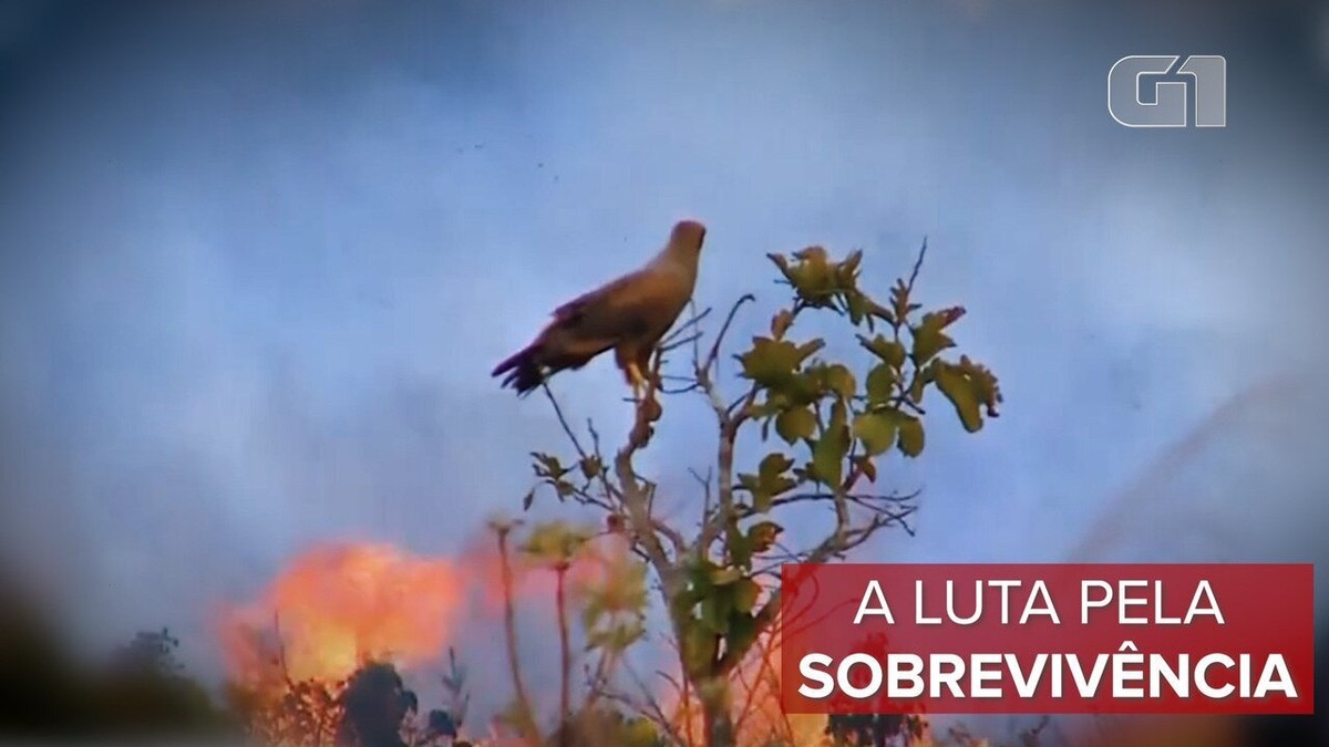 Pantanal Tem 8 106 Pontos De Incêndio Em Setembro Ano Já Tem O Maior