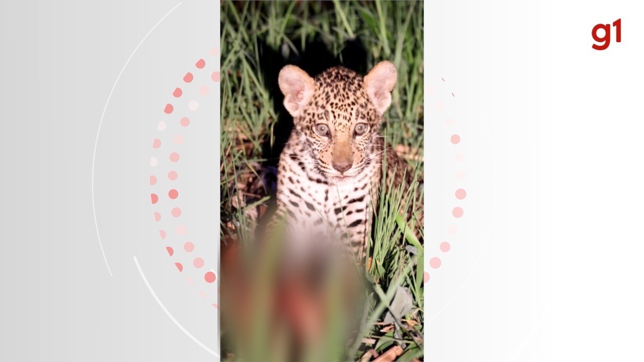 Filhote de onça-pintada é flagrado se alimentando de carne pela ...