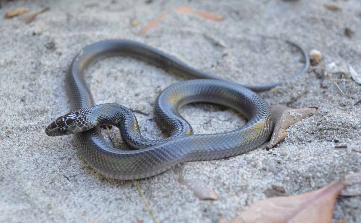 Cobra fuma, assobia e bebe leite? Conheça lendas sobre esses animais ...