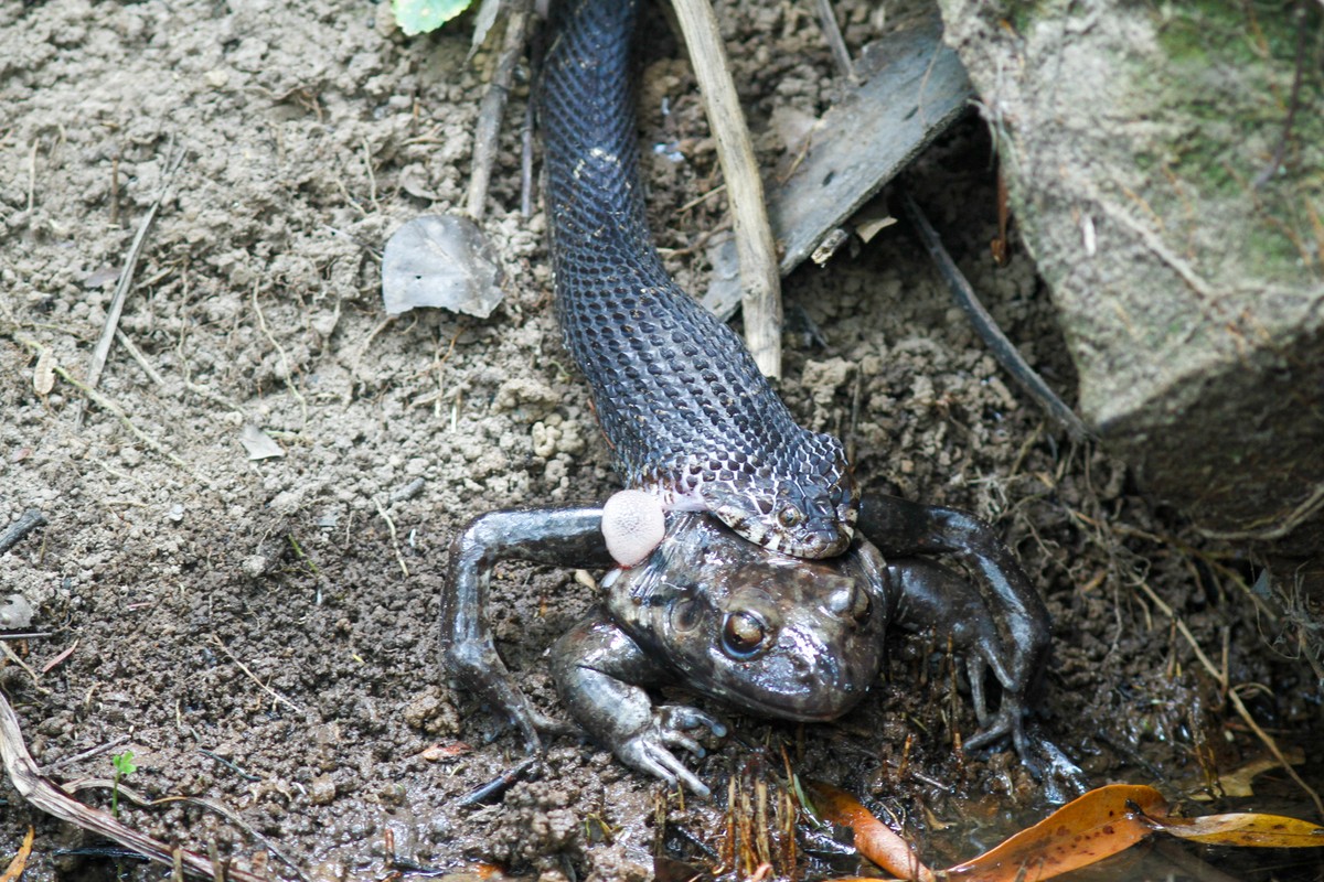 Para predar anfíbios, boipeva perfura pulmão das presas | Terra da ...