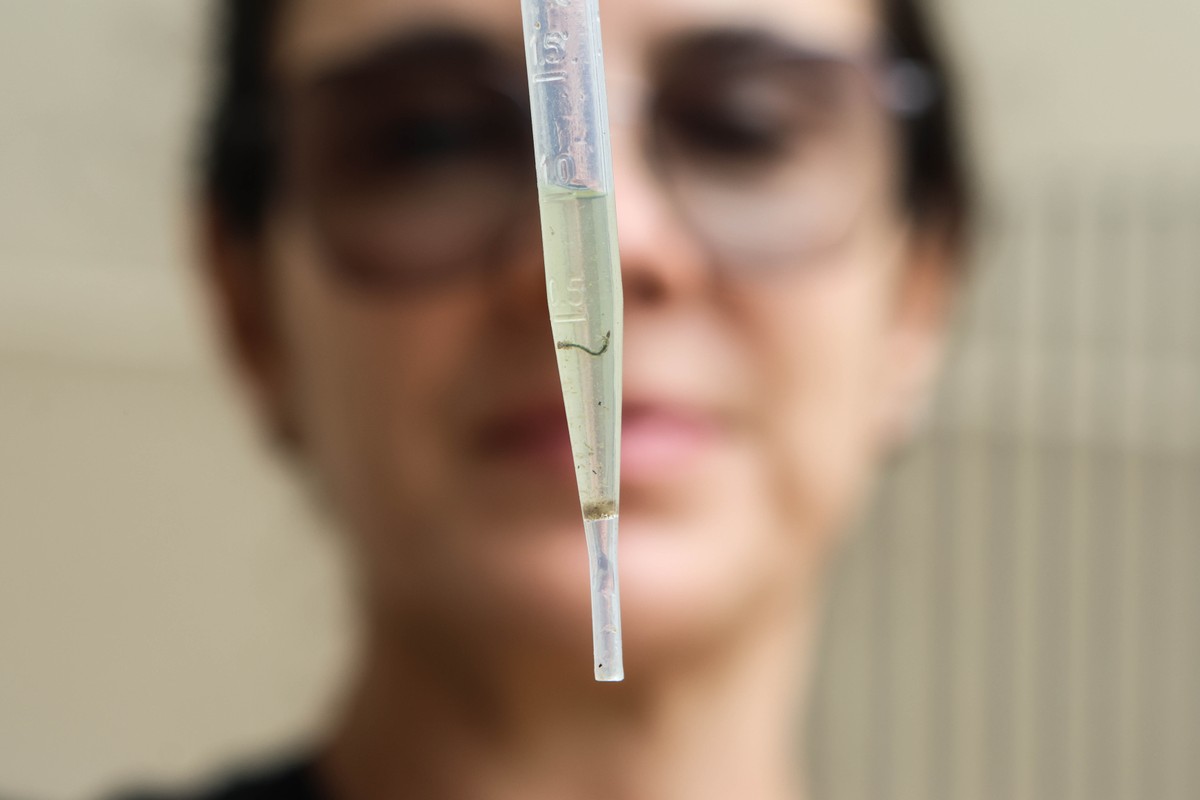 Dengue: com 1ª morte confirmada, total de infectados em Campinas já ...