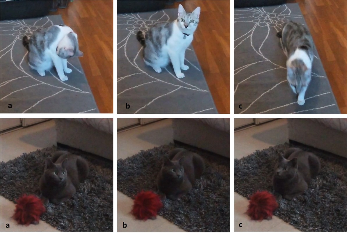 Gatos são apegados, sim! Estudo aponta que felinos entendem quando ...