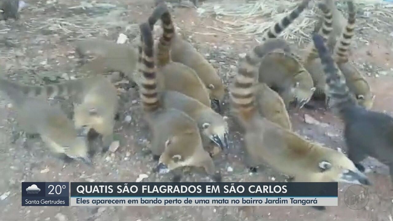 VÍDEO: bando de quatis visita bairro de São Carlos em busca de ...
