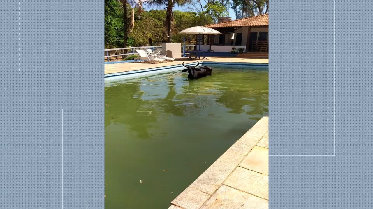 Vaca é resgatada após cair dentro de piscina em Anápolis | Goiás | G1
