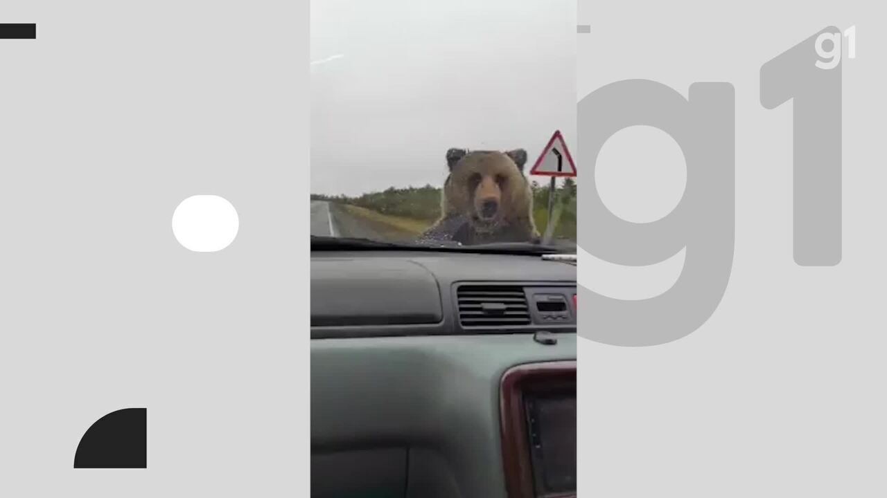 VÍDEO: urso assusta casal parado dentro de carro em rodovia na Rússia | Mundo | G1