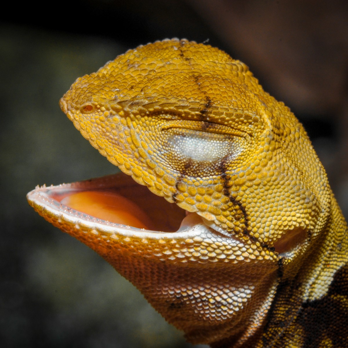 Brasil é o terceiro do mundo em diversidade de répteis | Terra da Gente ...