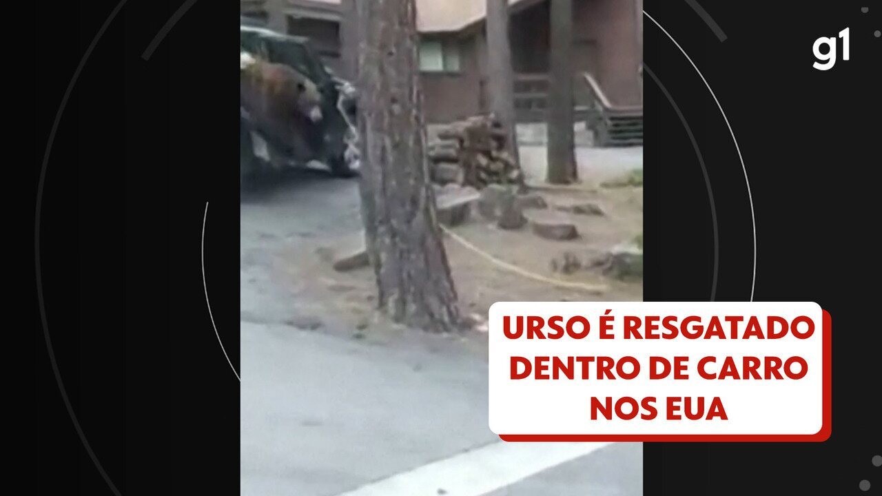 VÍDEO: Urso fica preso dentro de carro, nos Estados Unidos | Mundo | G1