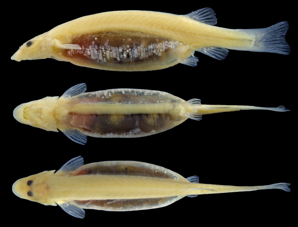 Candiru: conheça mitos e verdades por trás do 'peixe-vampiro' que ...