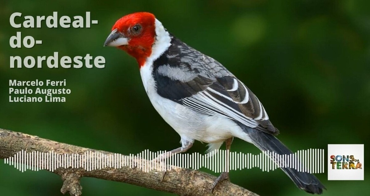 Uma ave abençoada: podcast explica o nome e os encantos do cardeal-do ...
