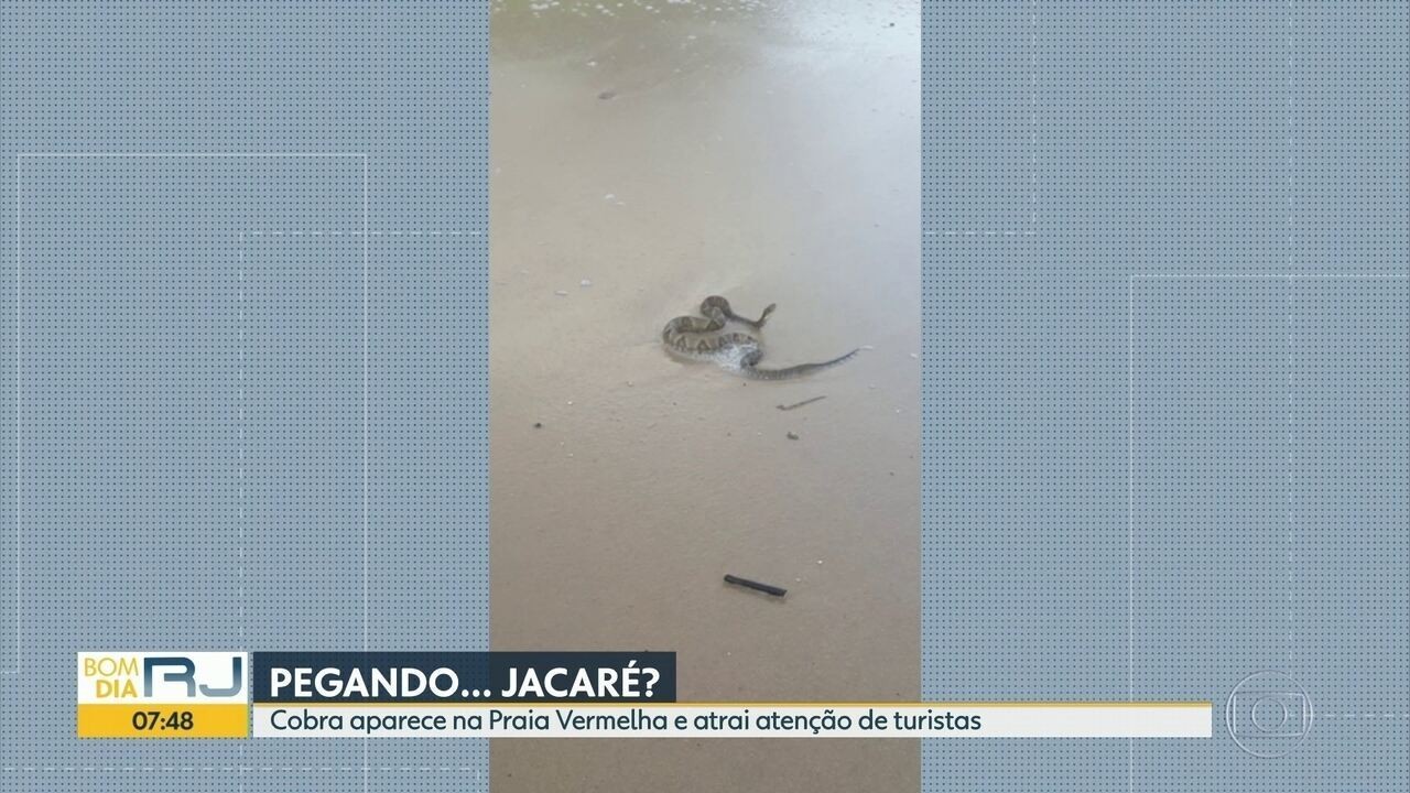 Cobra é encontrada em praia na Zona Sul do Rio | G1
