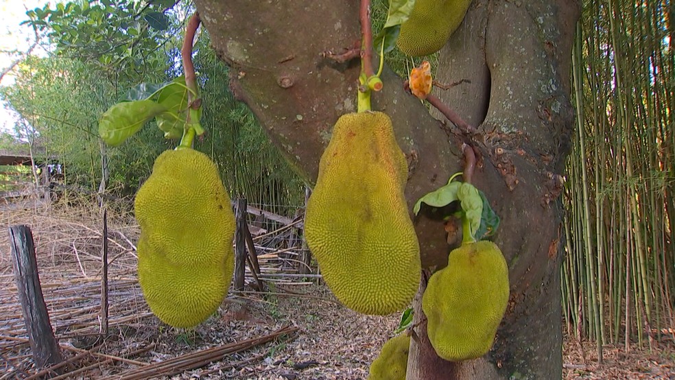 Imagens De Fruta De Jaca A Jaca é Uma Fruta Rica Em Proteínas,