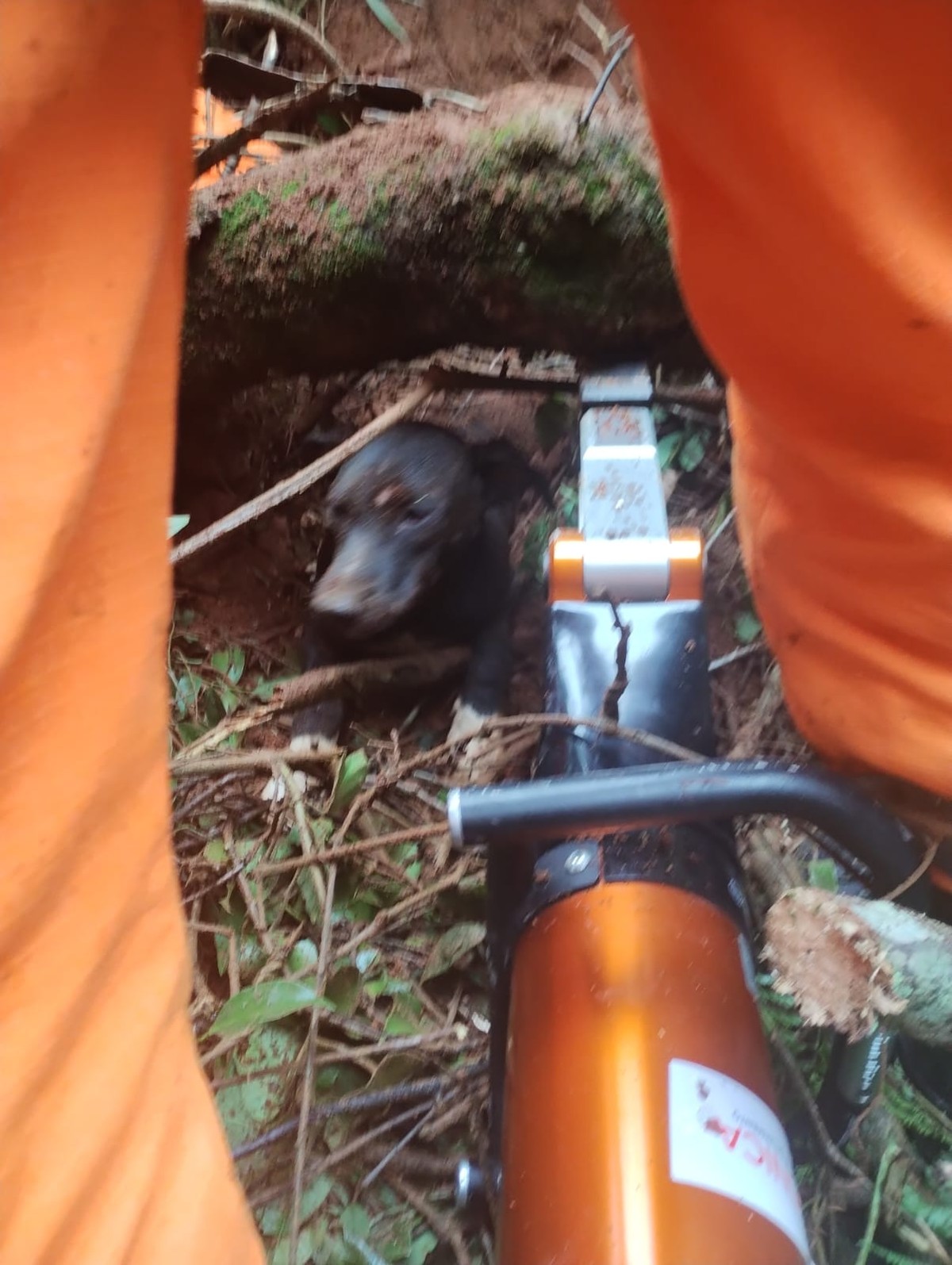 Vira-lata é resgatado com vida após ficar soterrado por encosta no ...