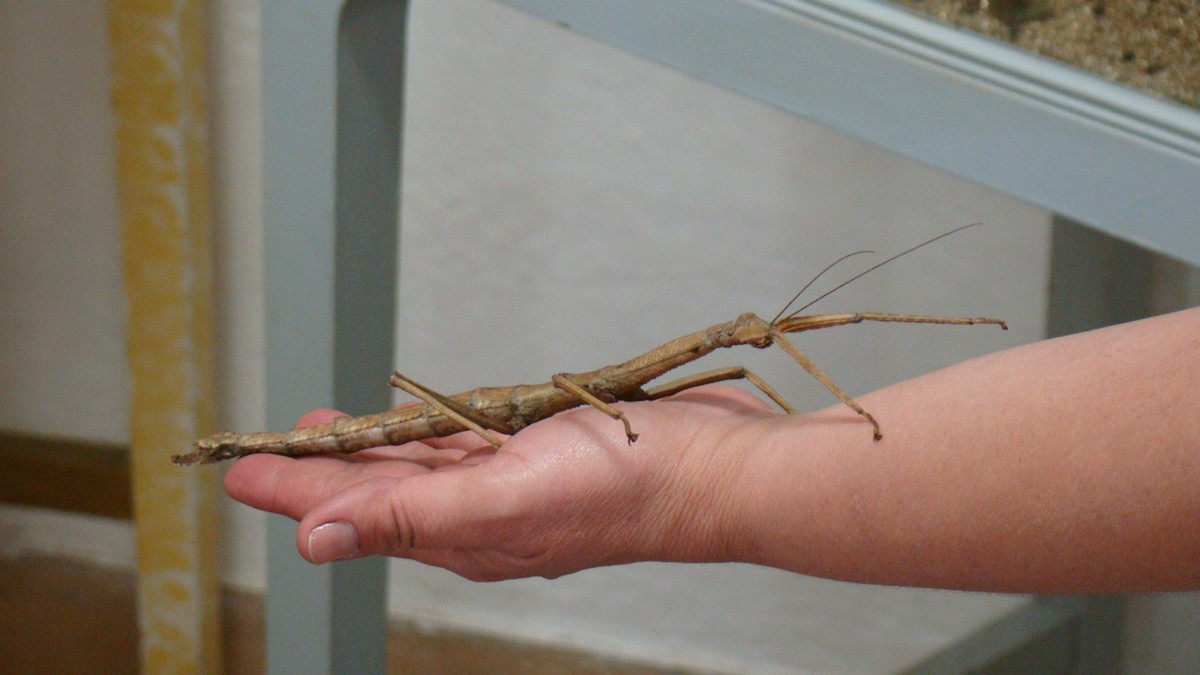 Conheça o único zoológico de insetos do Brasil | Terra da Gente | G1