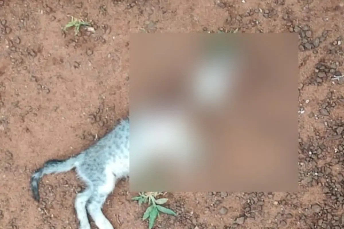 Polícia Prende Suspeito De Arrancar Cabeça De Gato Da Esposa E Ameaçá