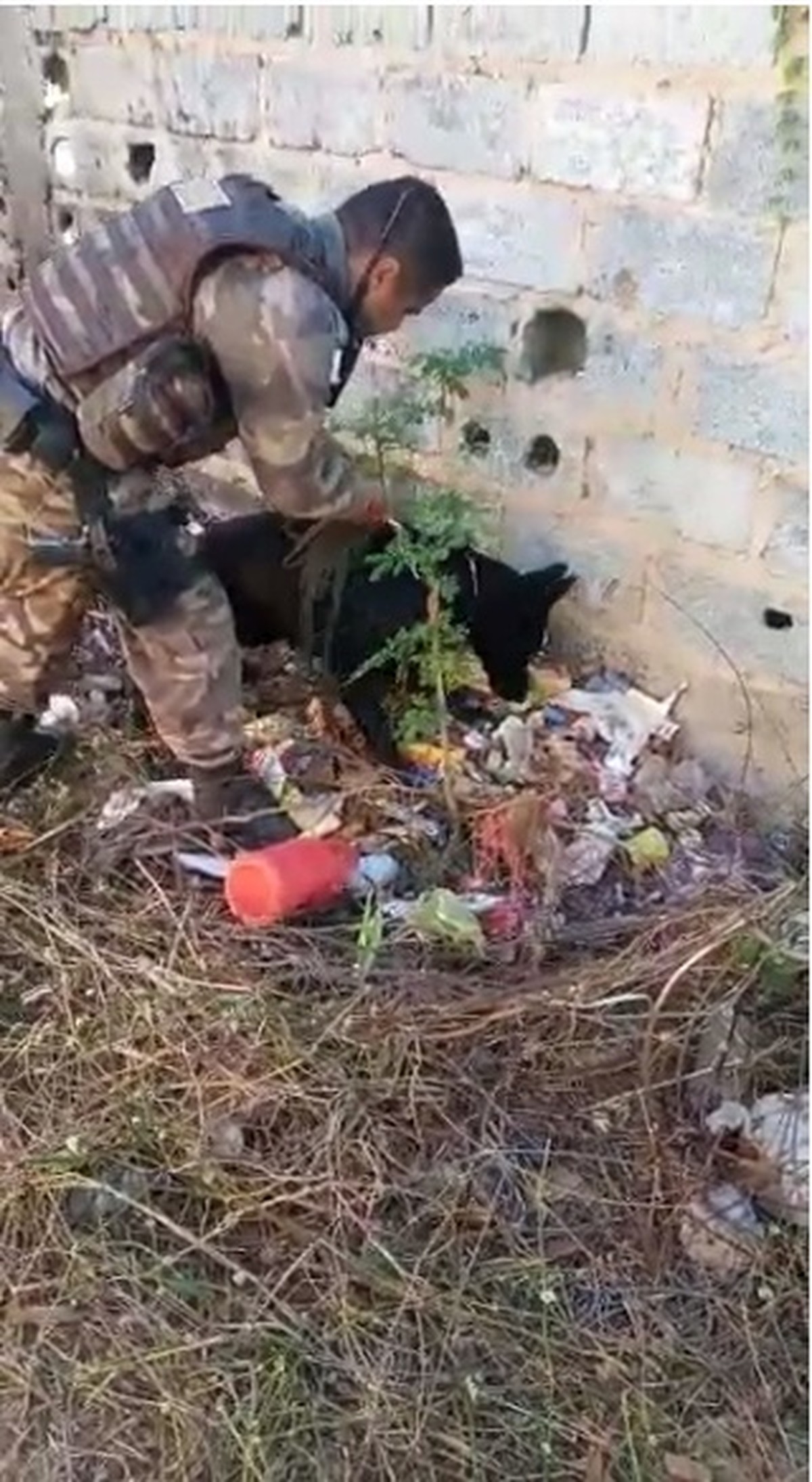 Pm Apreende Drogas Com Ajuda De Cães Farejadores E Quatro Homens São