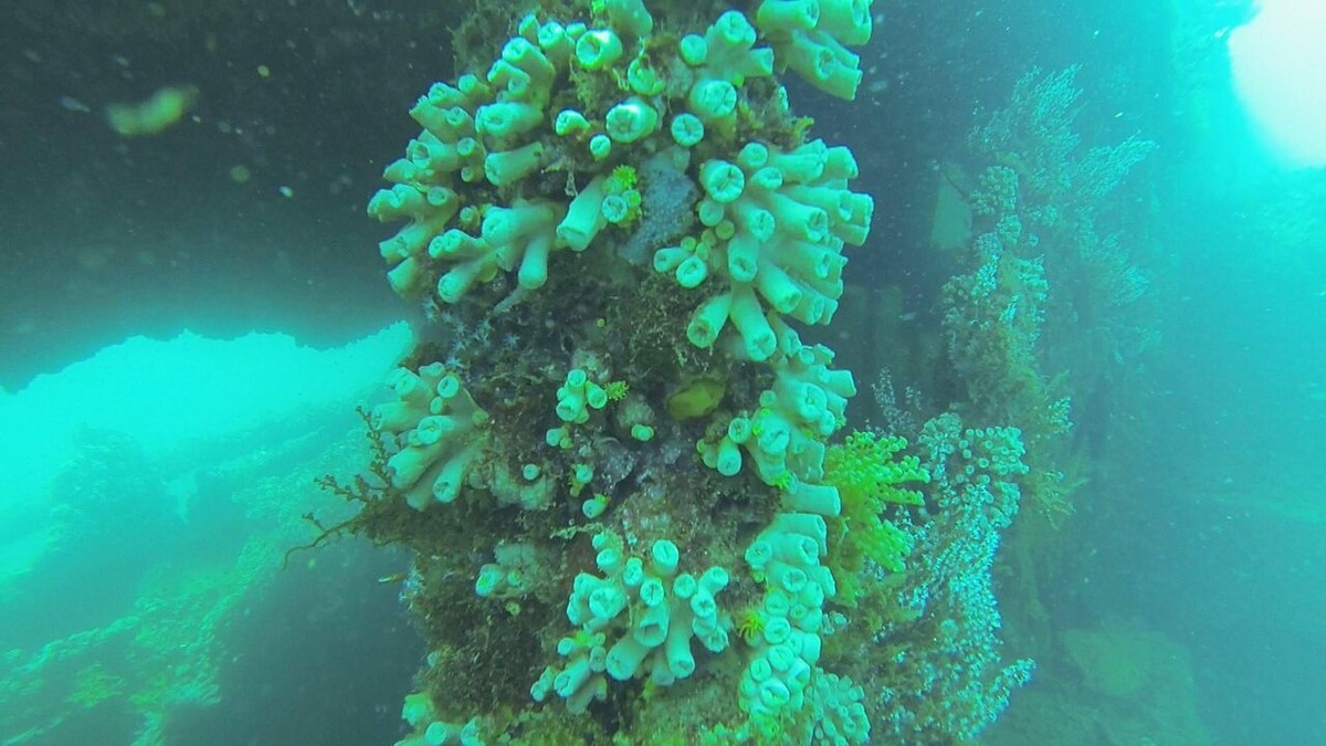 Coral-sol, comum no Pacífico, traz beleza e preocupação para o litoral ...