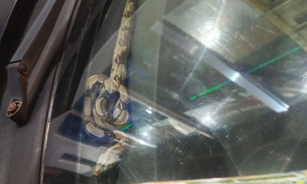 Motorista encontra cobra dentro de painel de carro em Manaus | G1