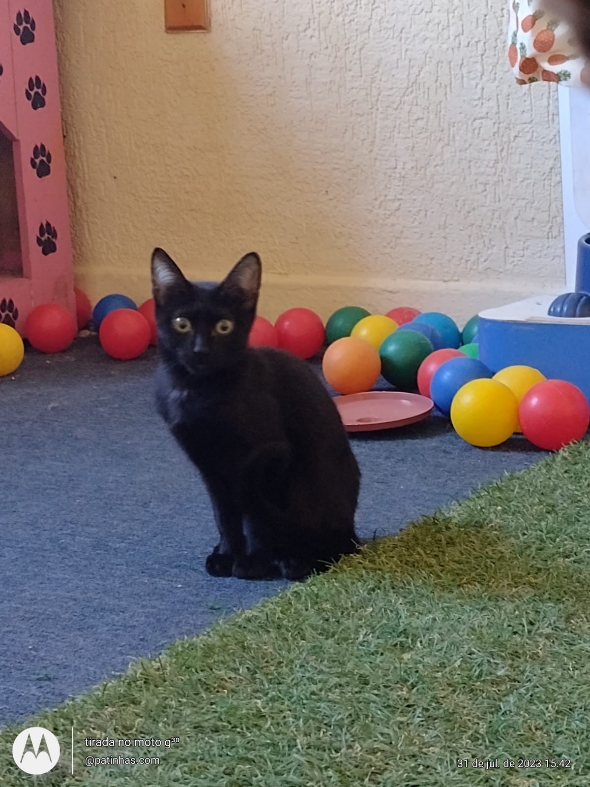 Dia Mundial Da Conscientização Pelo Gato Preto Entenda A Origem Do