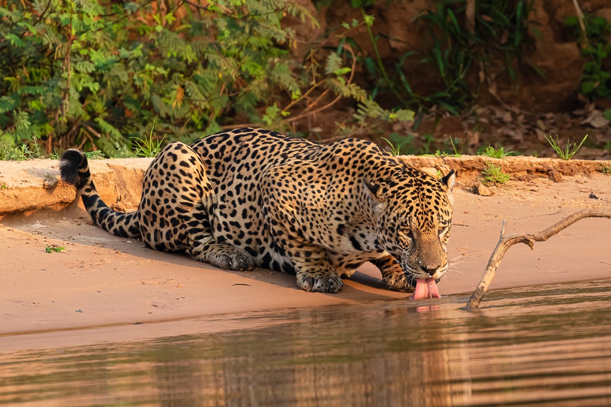 Das onças às aves: arquiteta registra variedade de espécies pantaneiras ...