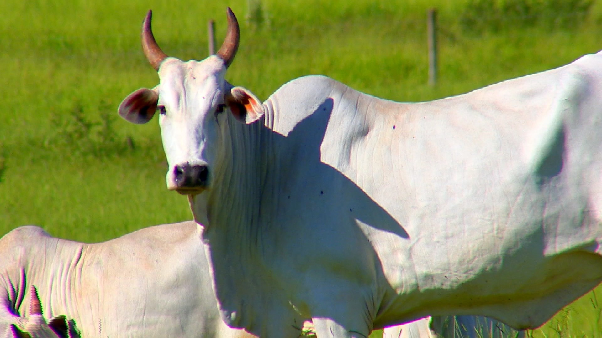Fazendeiro é baleado pela própria arma ao tentar abater vaca em curral | G1