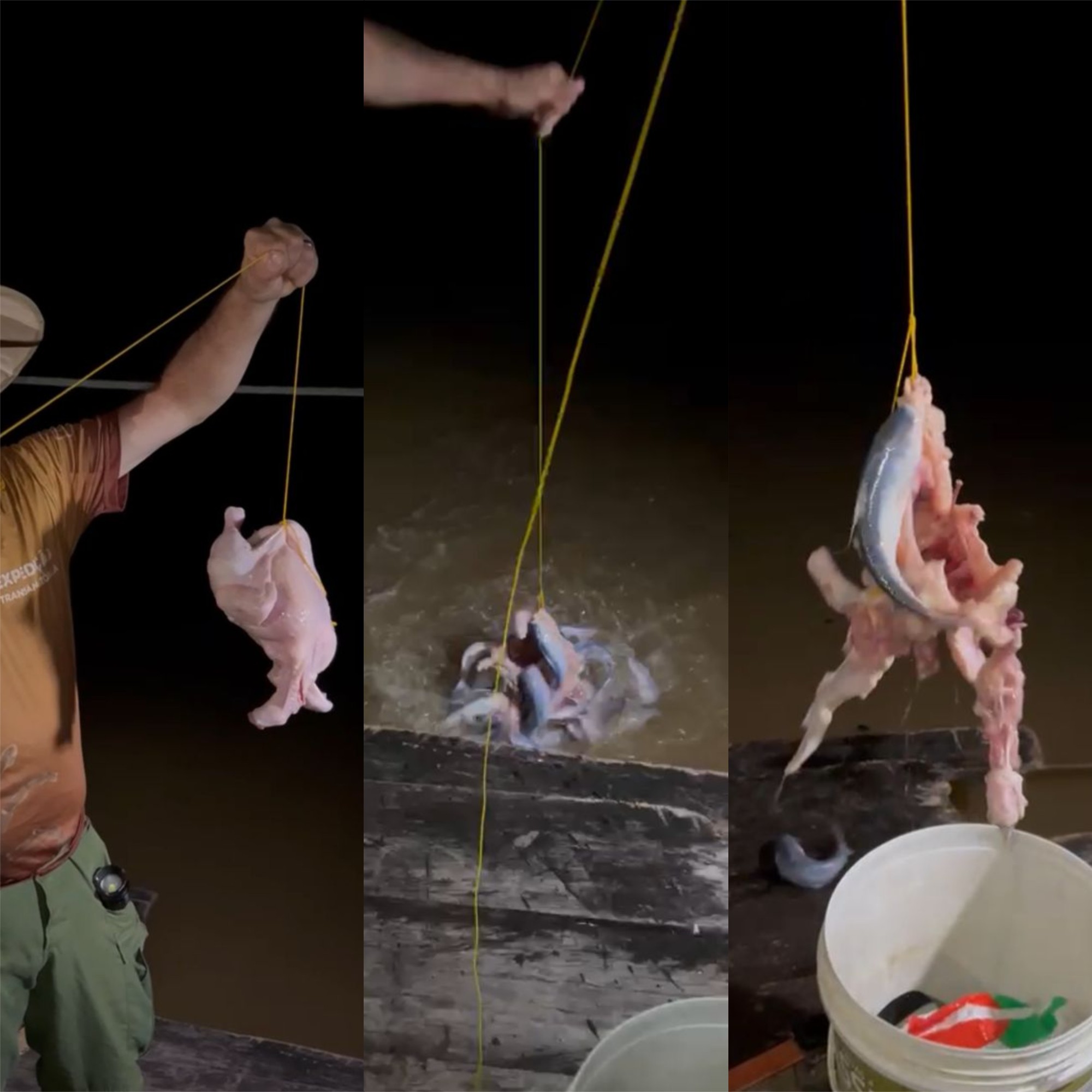 Candiru-açu: vídeo mostra peixe amazônico temido devorando frango | G1