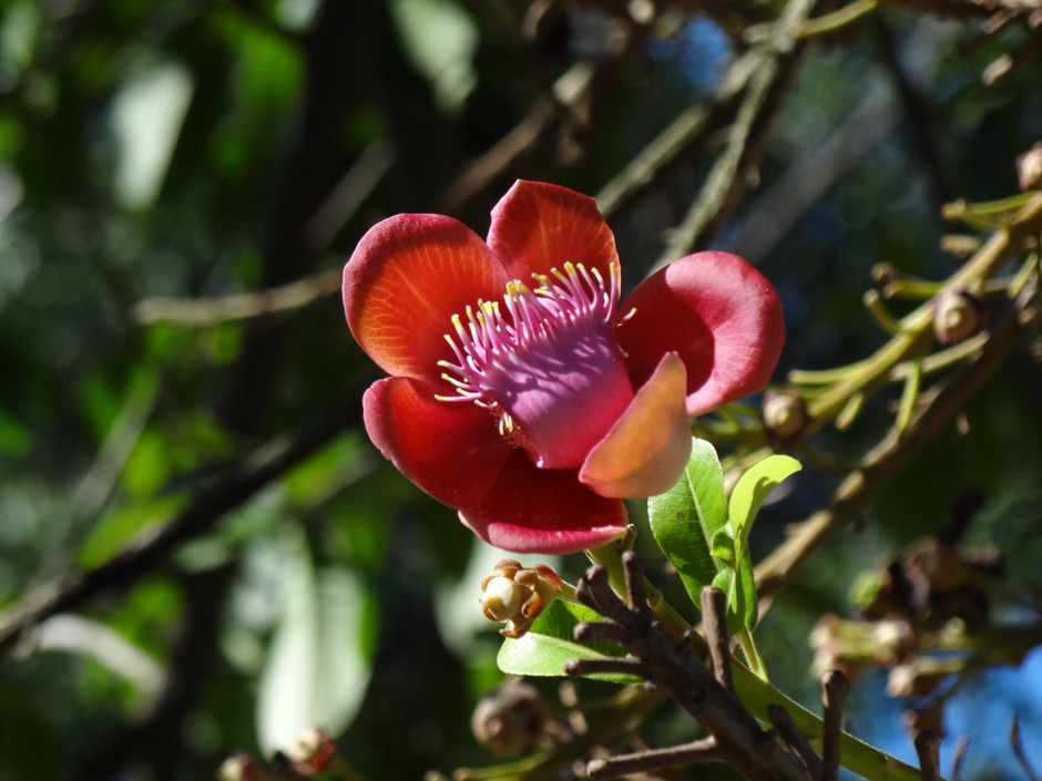 Abricó-de-macaco: conheça a fruta que tem o tamanho de uma bola de ...