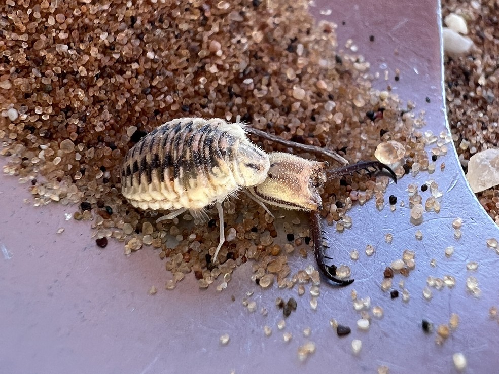 Larva De Formiga Leao Formiga Leão (Euroleon Nostras) Picture