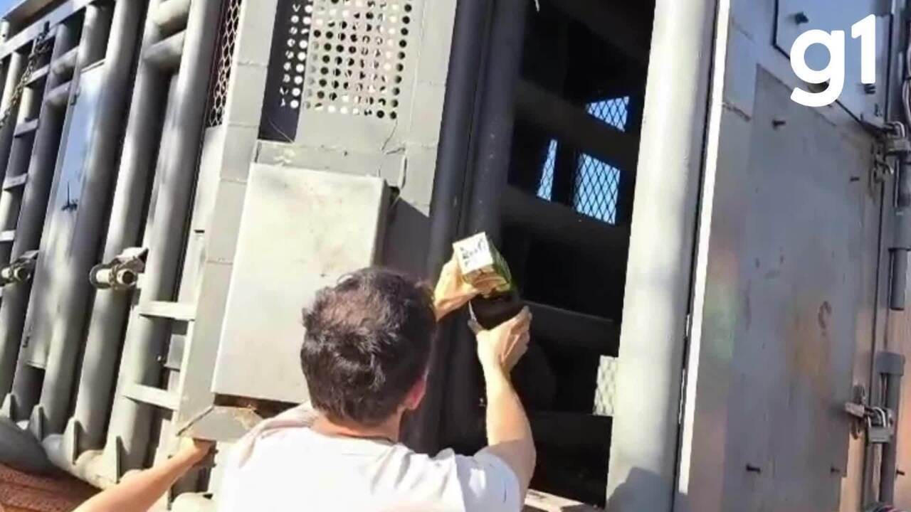 Após cinco dias de viagem, segunda elefanta africana chega em santuário ...