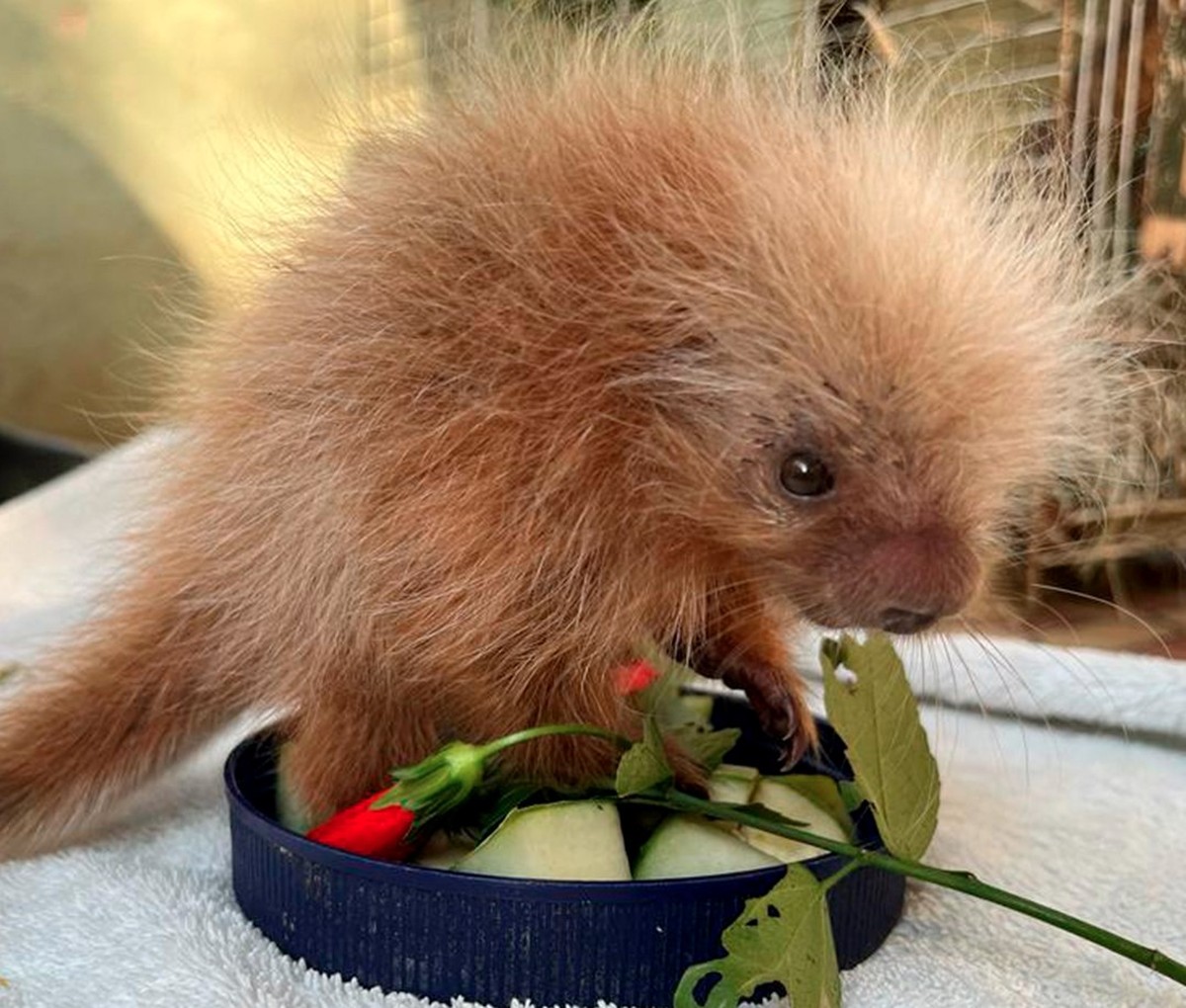 Mata Ciliar recebe filhote de ouriço-cacheiro resgatado em área rural ...
