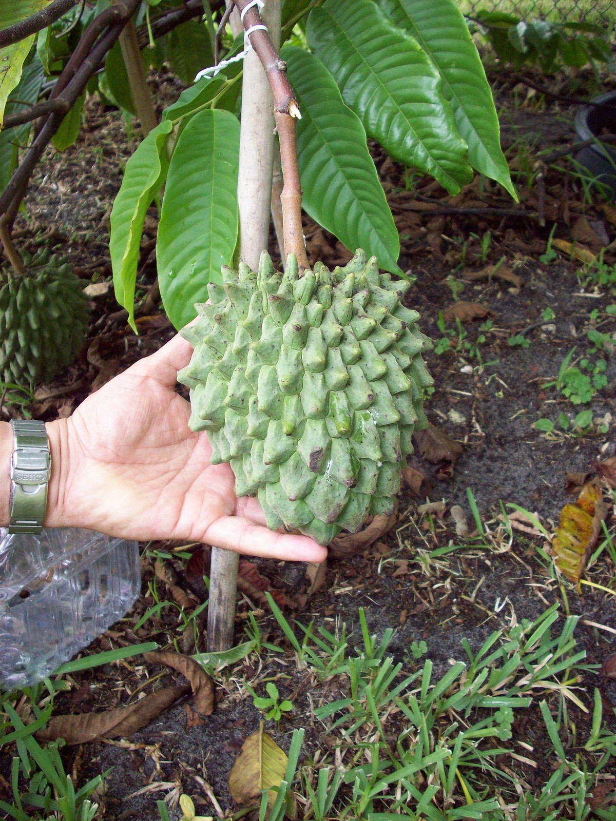 De onde vem o que eu como: umbu, feijoa, biribá — frutas nativas não ...