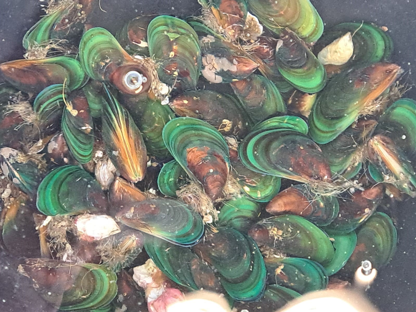 Mexilhão verde avança no litoral paulista e preocupa cientistas | G1