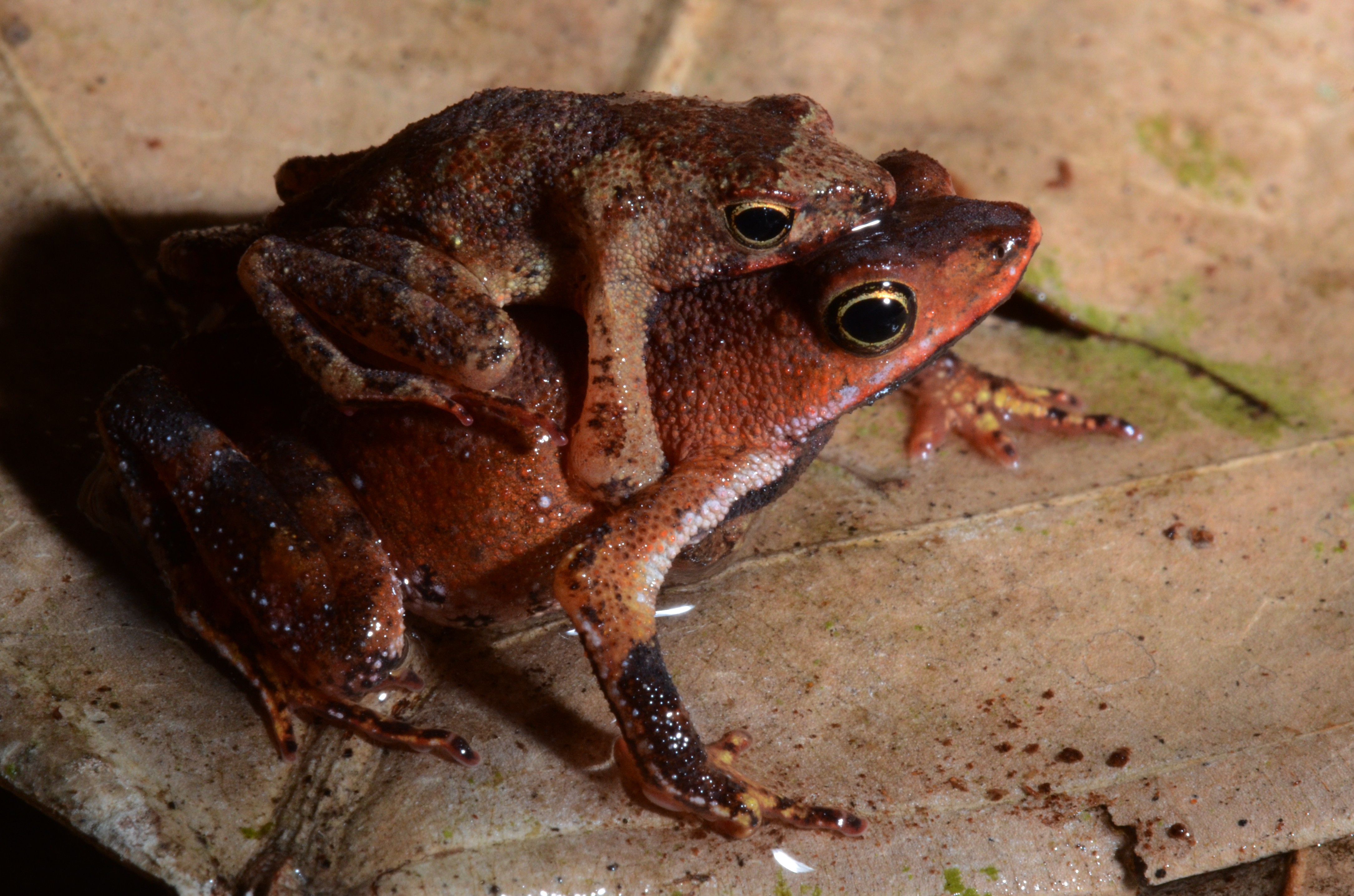 Descoberta de sapo exclusivo da Amazônia aumenta lista de espécies do ...