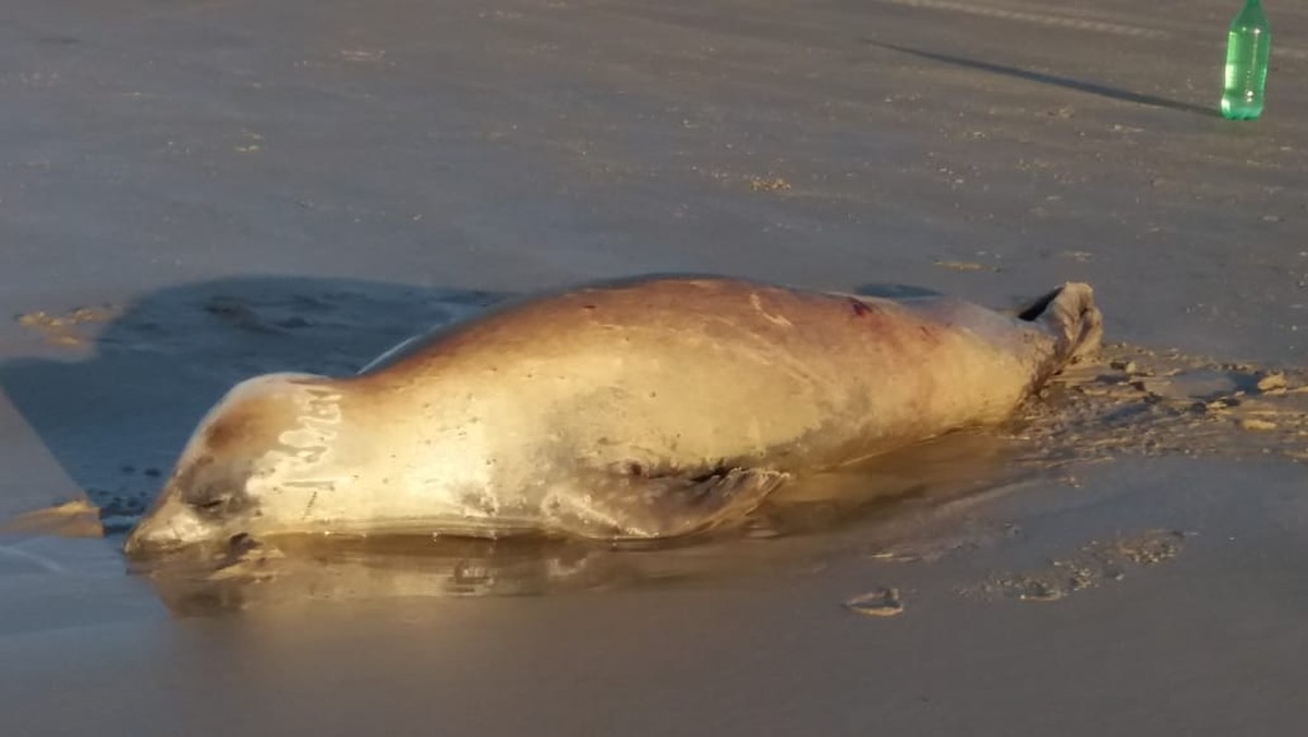Focas De Animais Antarticos Animais Da Antártida E Suas