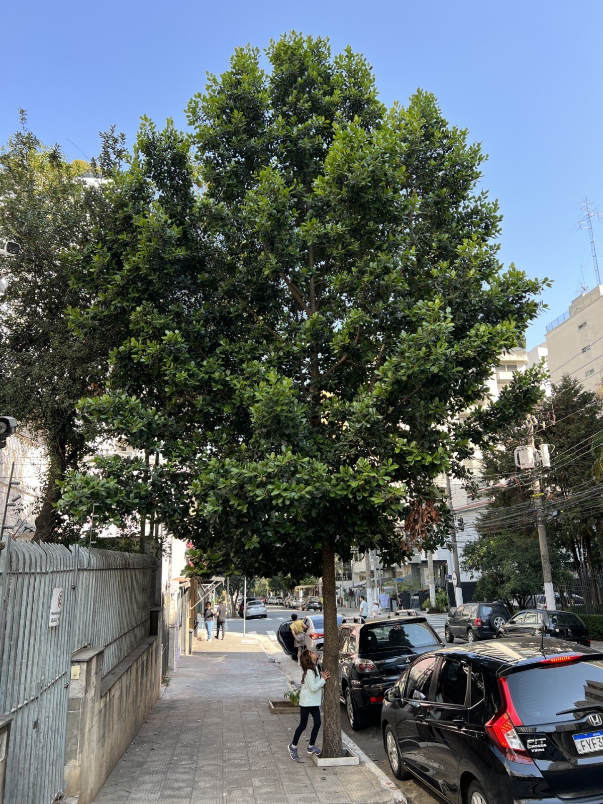 Guanandi: árvore é ideal para plantio em centros urbanos | G1