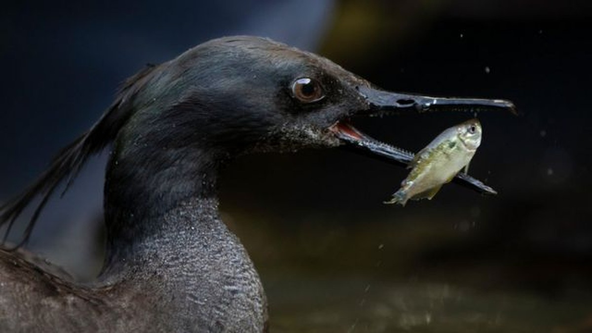 Pato ameaçado de extinção: a descoberta de ovos que dá esperança para ...