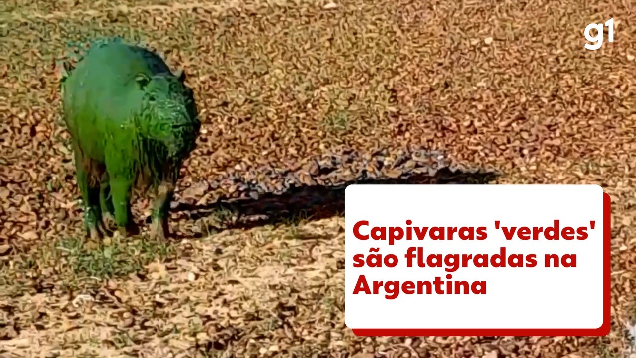 Capivaras 'verdes' são flagradas em reservatório na Argentina; veja ...