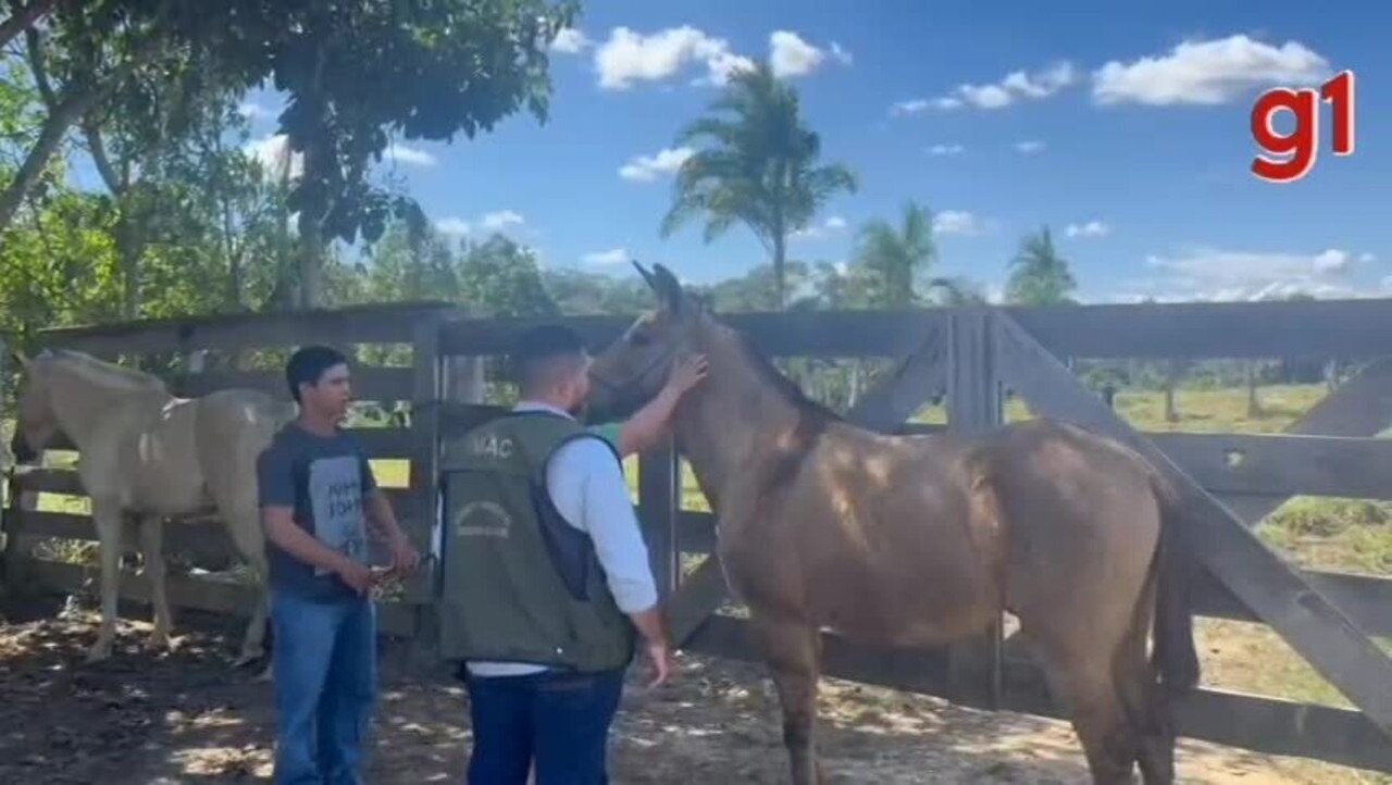 Maus-tratos a cavalo no Acre: Homens são multados em R$ 6 mil | G1