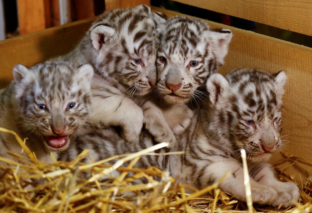 tigre de bengala branco