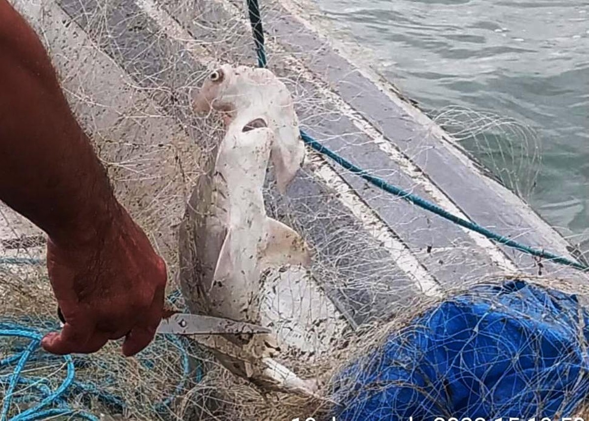 Tubarão-martelo é resgatado de rede de pesca ilegal e devolvido ao mar ...