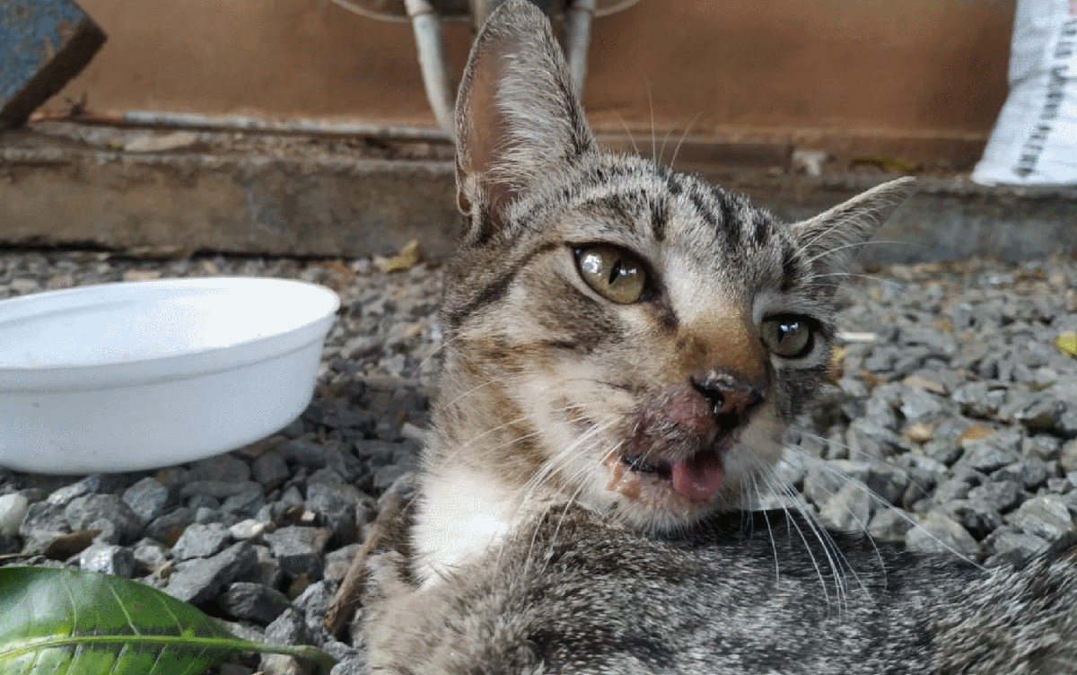 Morador de Senador Canedo pede ajuda para tratar gata ferida | Goiás | G1