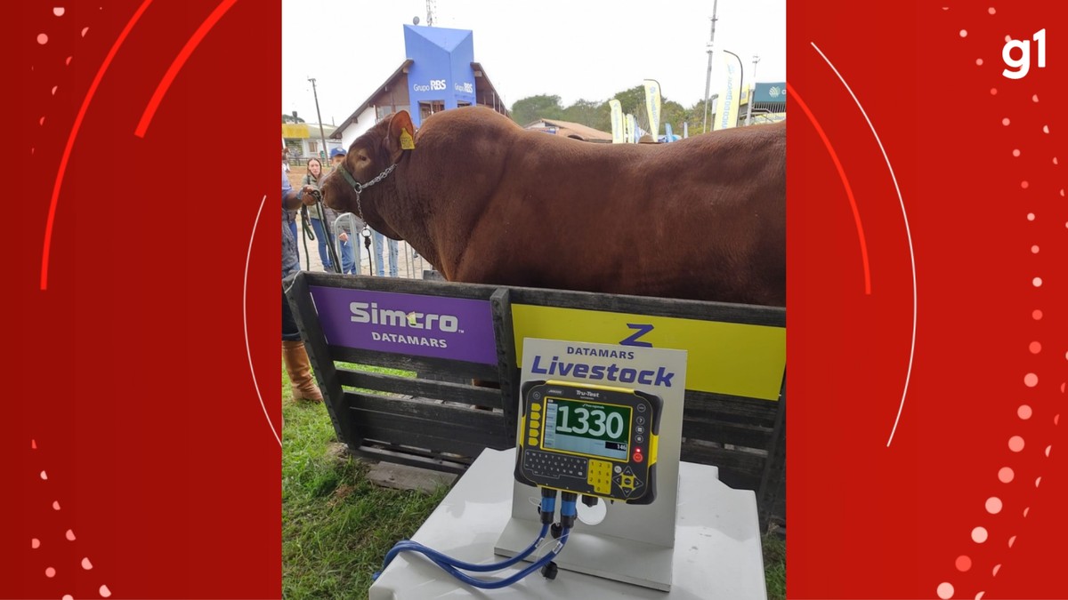 Touro conquista título de mais pesado da Expointer, em Esteio, pelo ...