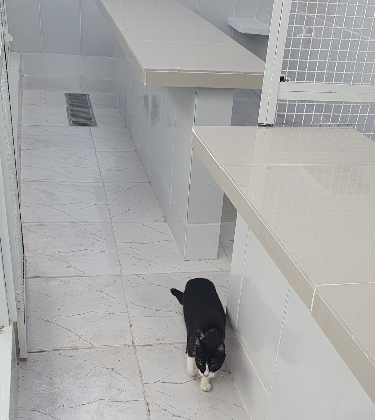 Centro de Bem Estar Animal de Poá passa a contar com gatil; veja ...