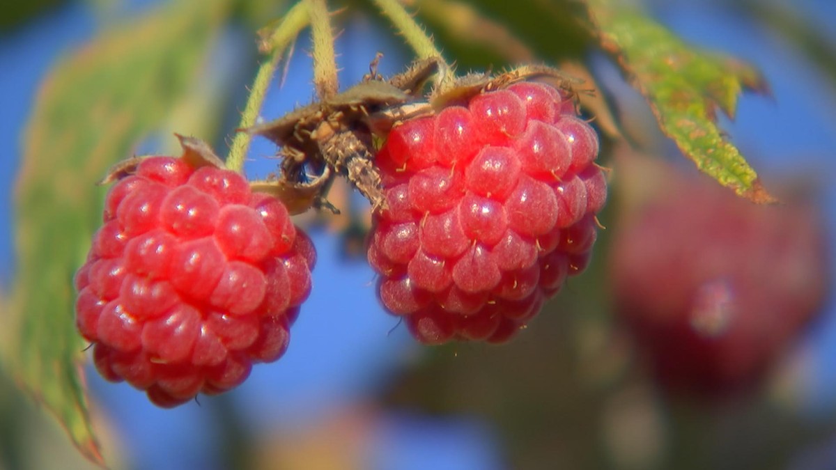 Framboesa é novidade em sítios de Jundiaí | Nosso Campo | G1