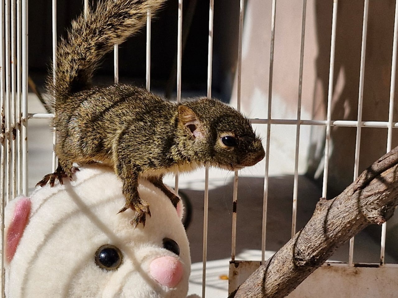 Mata Ciliar recebe filhote de esquilo resgatado em área urbana de ...