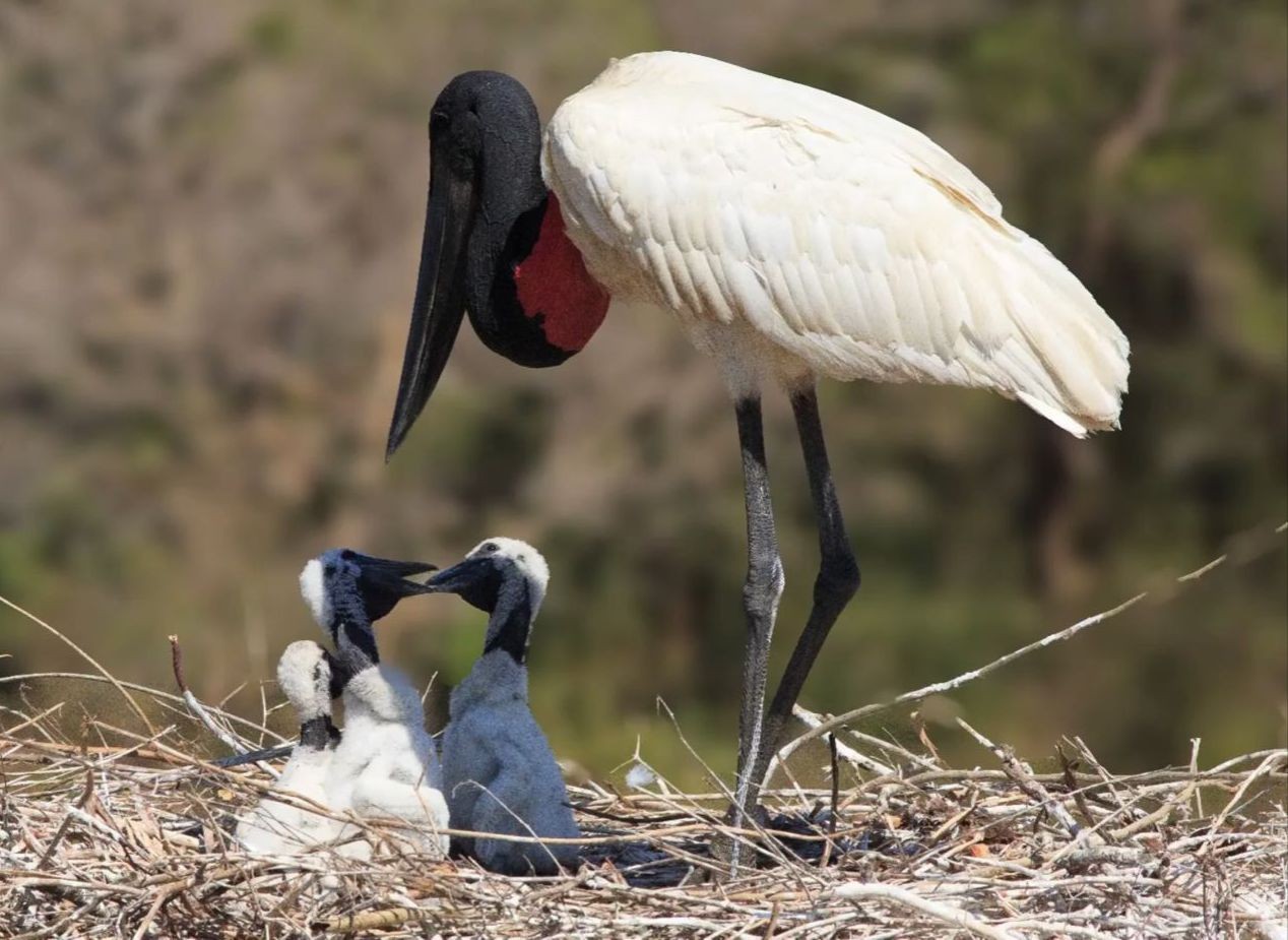 Registro raro: tuiuiú alimenta filhotes em ninho feito há 20 anos no ...